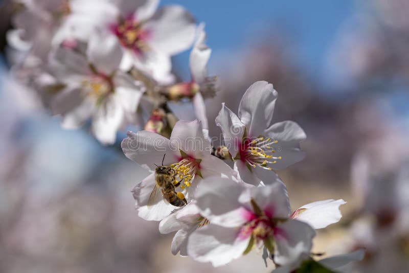 Bee on Almond Blossom. Honeybee in Almond Blossoms Stock Image - Image ...