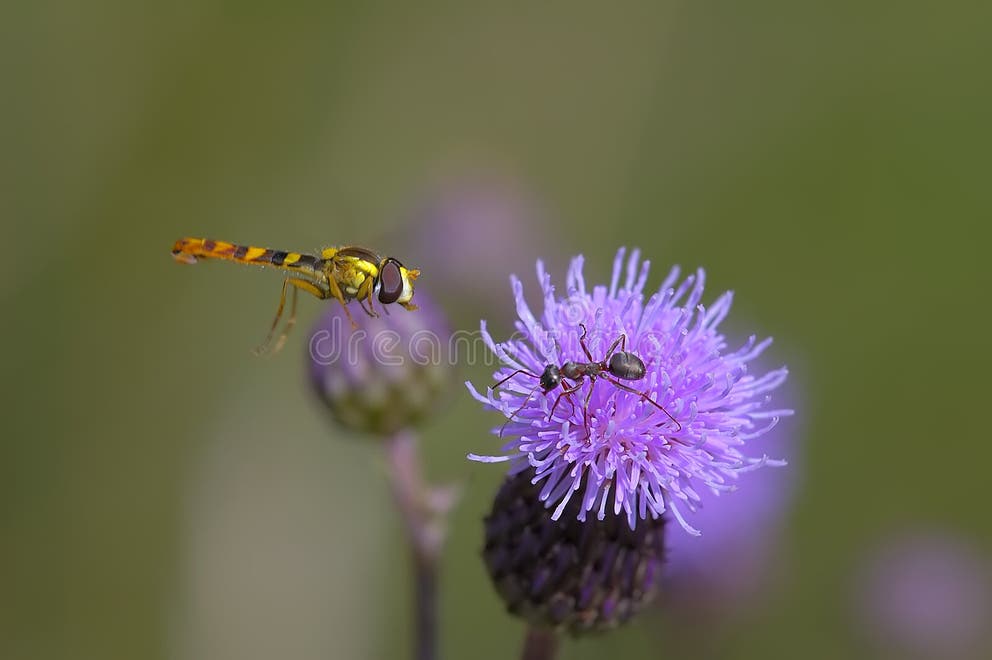 Bee with ant stock image. Image of animal, flying, detail - 2391379