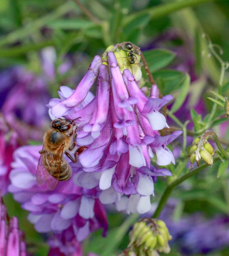 Bee and ant pink flowers. stock photo. Image of sunny - 72542916