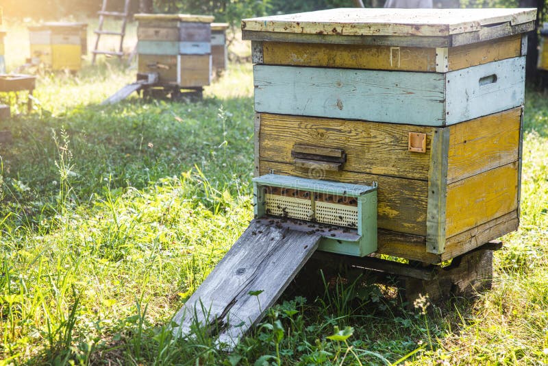 Bee Apiary with Beehives. a Beehive from a Tree Stands in an Apiary ...