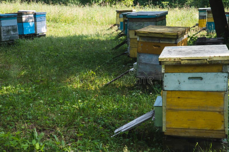 Apiary Beehives Made from a Single Tree Trunk . Stock Photo - Image of ...