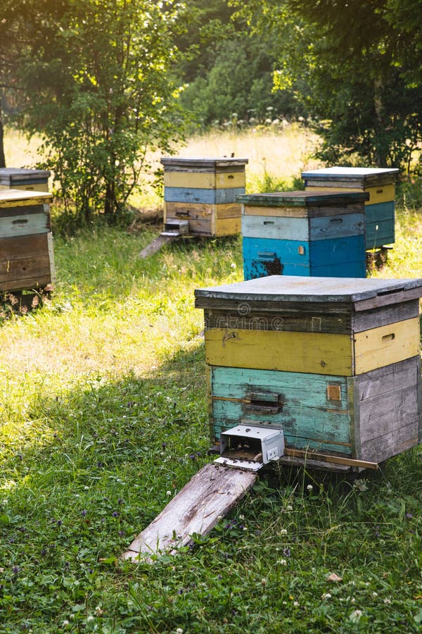 Bee Apiary with Beehives. a Beehive from a Tree Stands in an Apiary ...