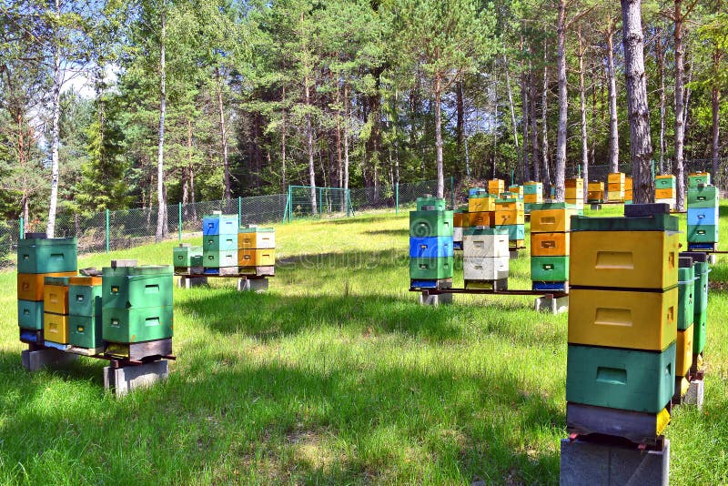 Bee apiary in the forest stock image. Image of group - 192686425