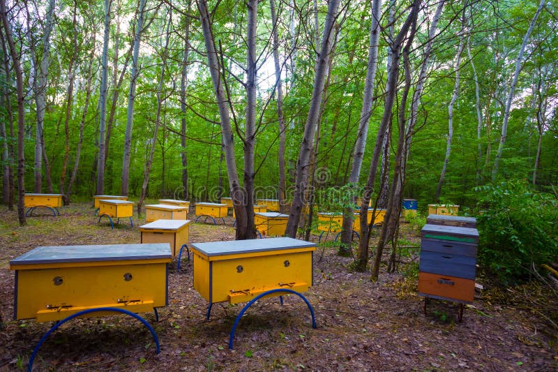 Bee Apiary in a Forest Glade Stock Image - Image of scene, apiary ...