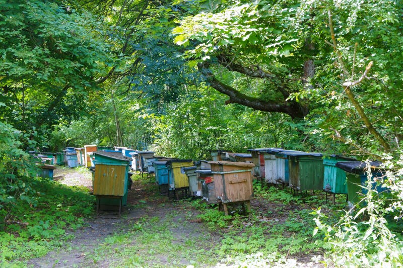 The Houses of Bees Honey Bee Farm Nature Forest, Bee Apiary in the ...