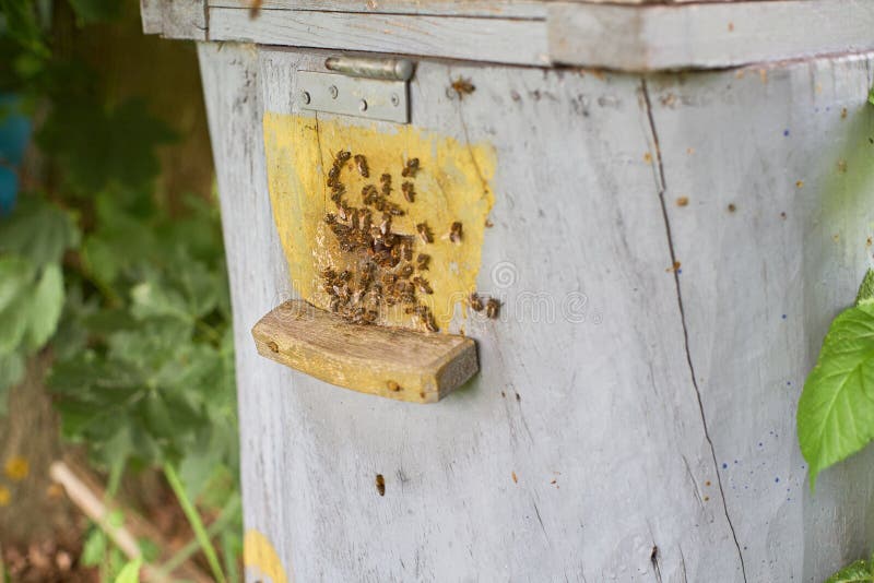 Bee Apiary - Gray Beehive Made of a Tree Stock Photo - Image of gray ...