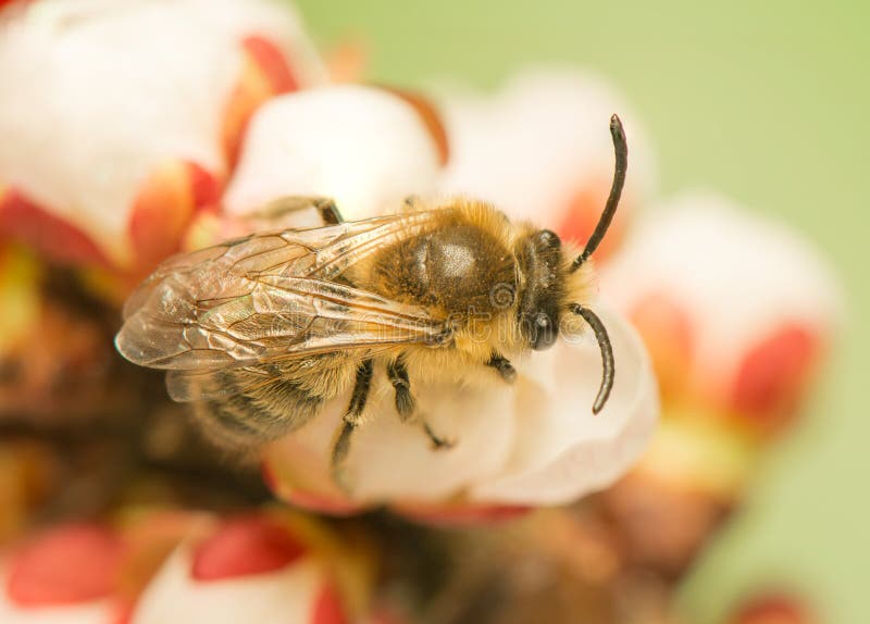 Bee - Apis mellifera stock photo. Image of feeler, animal - 39288718