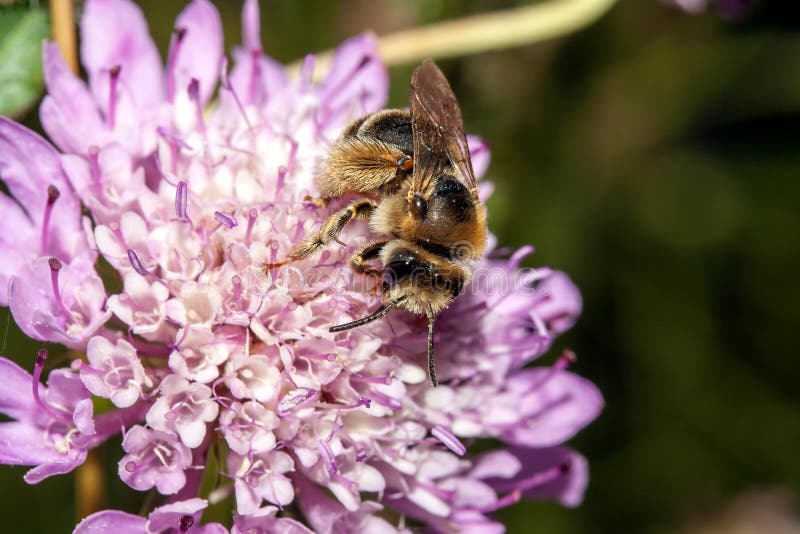 Bee apis mellifica stock photo. Image of field, wildlife - 30786520