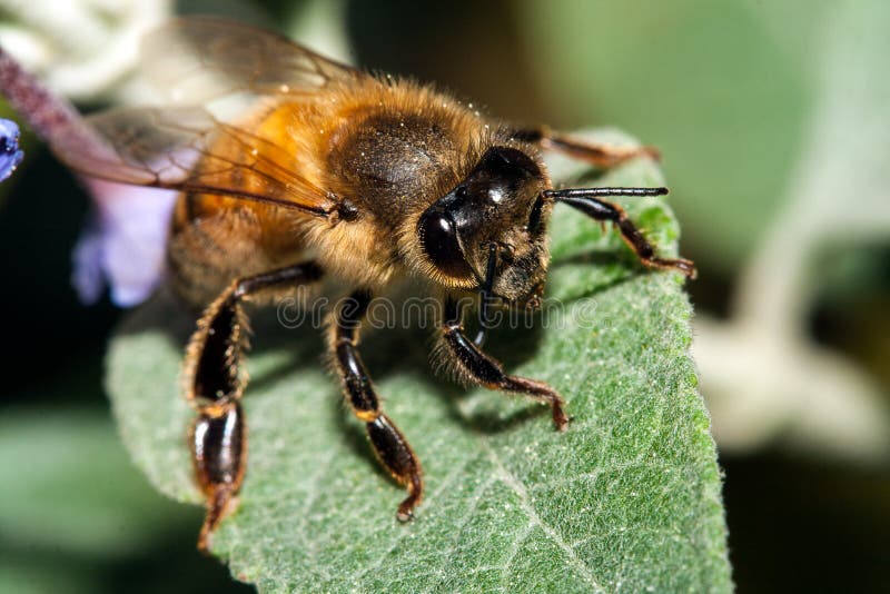 Bee apis mellifica stock photo. Image of meadow, nature - 30788006