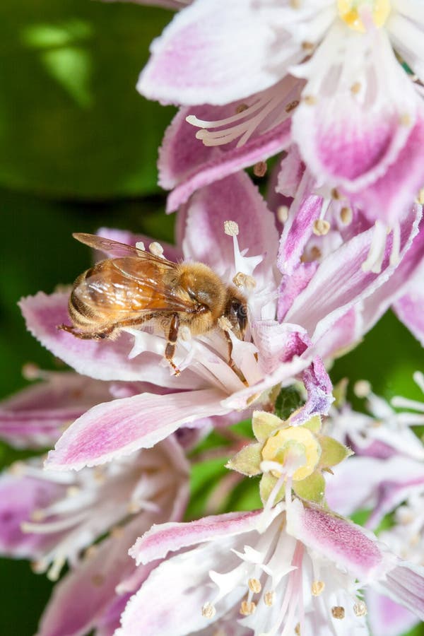 Bee apis mellifica stock photo. Image of summer, animal - 30788544