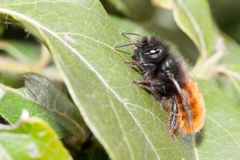 Bee apis mellifica stock image. Image of wing, flower - 68512145