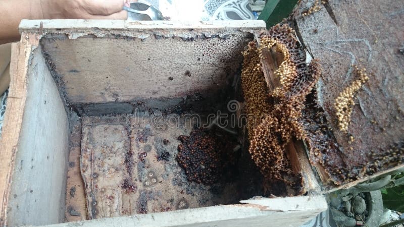 Bee apis trigona stock image. Image of buzz, honey, adventure - 125887063