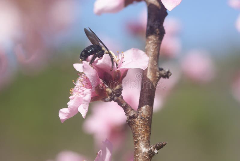 Camera shy bee stock photo. Image of insid, camers, sony - 270721448