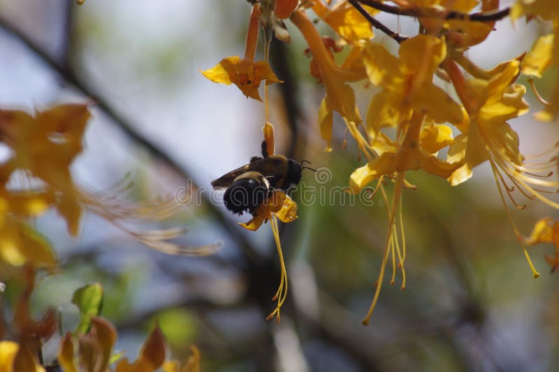Hanging on by a thread stock photo. Image of wildlife - 274820756