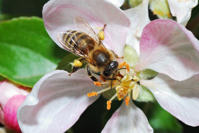 Bee on apple blossom stock image. Image of beauty, petal - 25215673