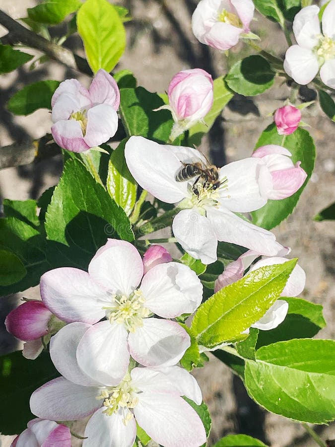 Bee on apple blossom stock photo. Image of petal, herb - 377970664