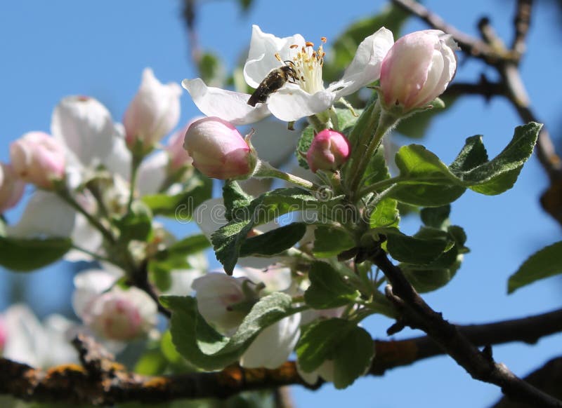 Bee on Apple blossom stock image. Image of apple, insect - 80163641