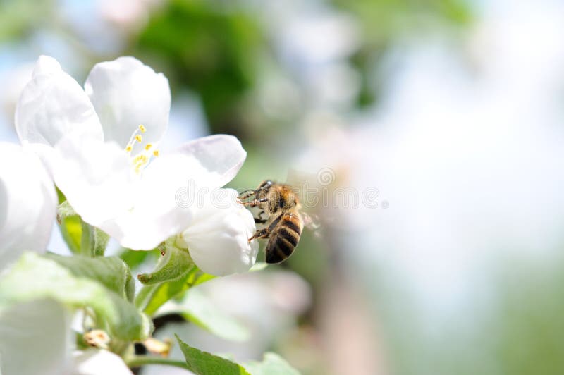 Bee on apple flower stock photo. Image of stamen, pollen - 19466592