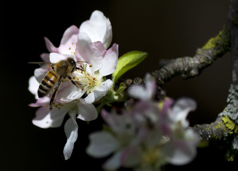 Bee on apple flower stock photo. Image of pink, spring - 24505496
