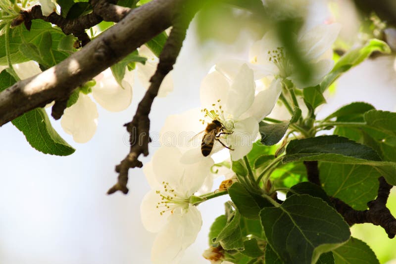 Bee on the apple tree stock photo. Image of flower, animal - 247435882