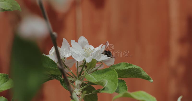 Bee on Apple Tree Bloom in Spring in Front of Fence Stock Video - Video ...