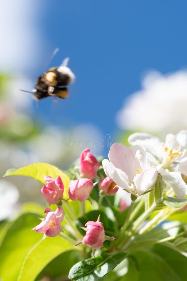 Bee Approaching Blossoms in Spring Stock Photo - Image of growth, busy ...