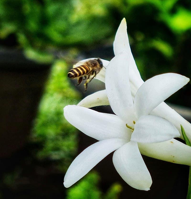 Flower Polianthes tuberose stock image. Image of polianthes - 111315639