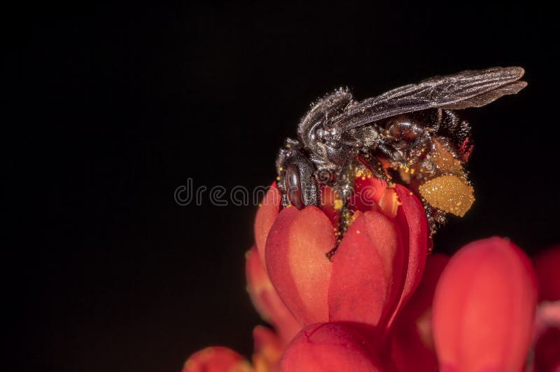 Bee Arapua on the Flower Close Up Lateral View Stock Image - Image of ...