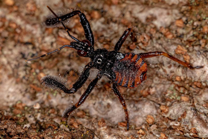 Bee Assassin Bug Nymph stock photo. Image of leaf, isolated - 242015078
