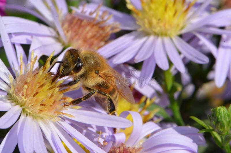 Bee on aster flower stock image. Image of nature, foraging - 101407999