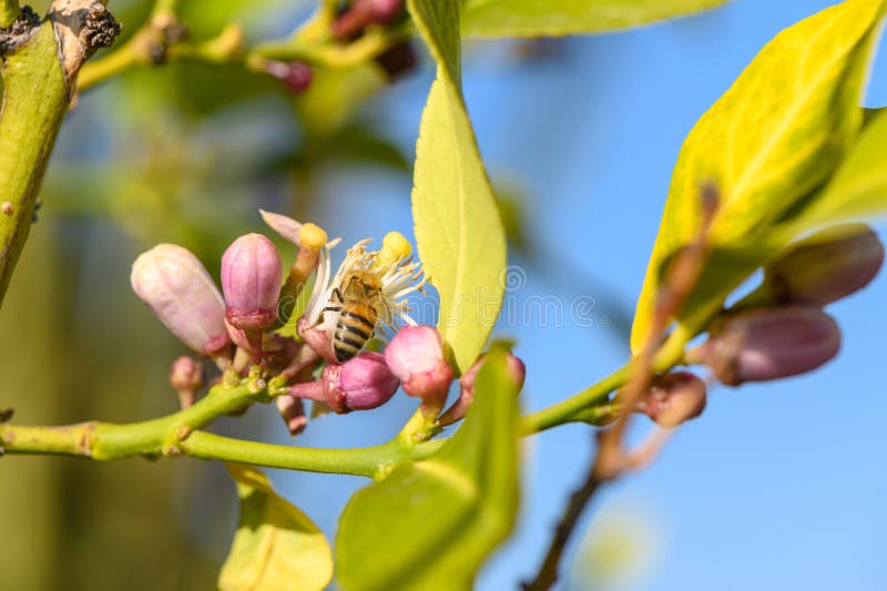 A Bee Attracted by the Scent of a Blooming Lemon Tree Stock Image ...
