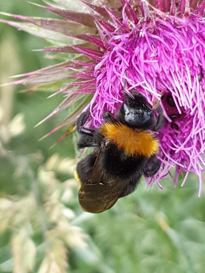 Bee-autiful stock image. Image of countryside, feeding - 163541229