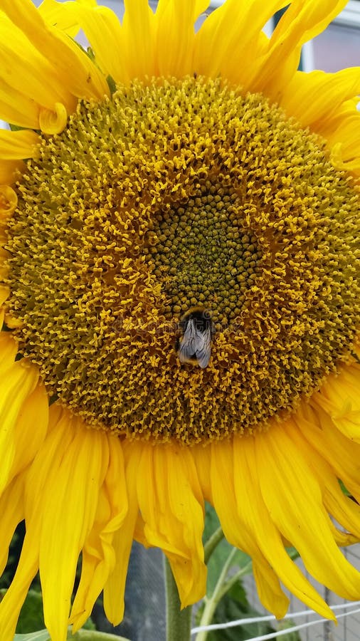 Bee-autiful stock image. Image of countryside, feeding - 163541229