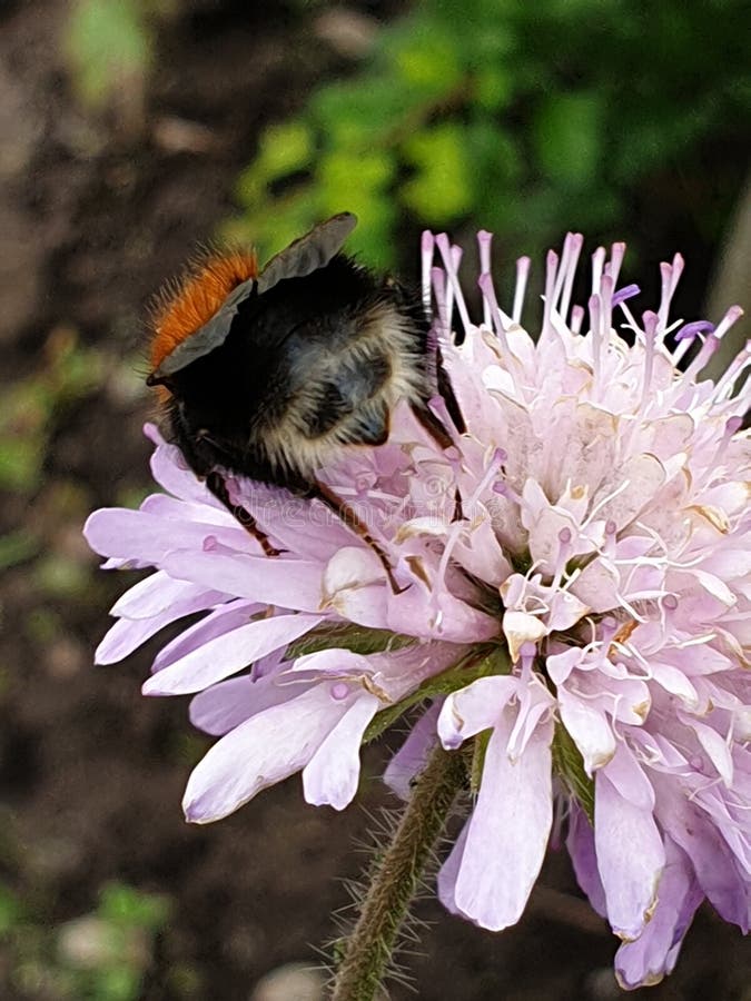 Bee-autiful stock image. Image of countryside, feeding - 163541229