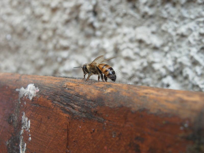 Bee away from home at home stock photo. Image of wasp - 152276674