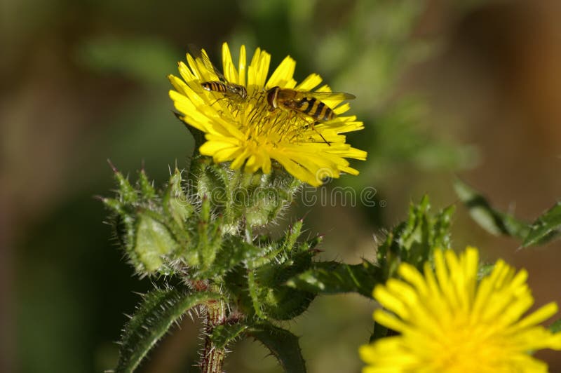 Bee And Baby Bee Picture. Image: 3432773