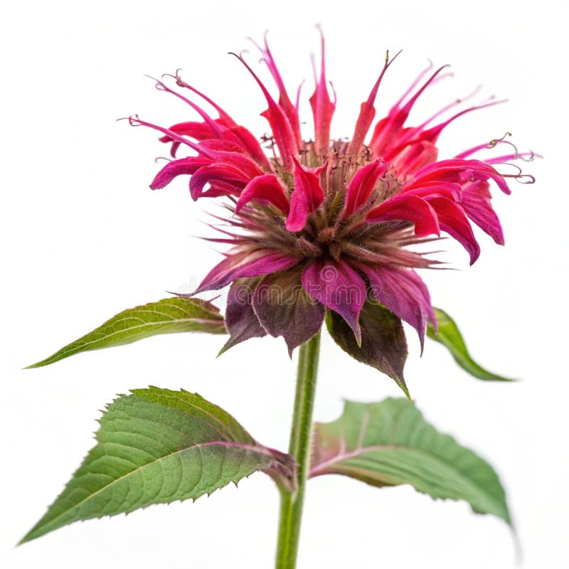 Bee Balm Flower stock illustration. Illustration of beebalm - 364236853