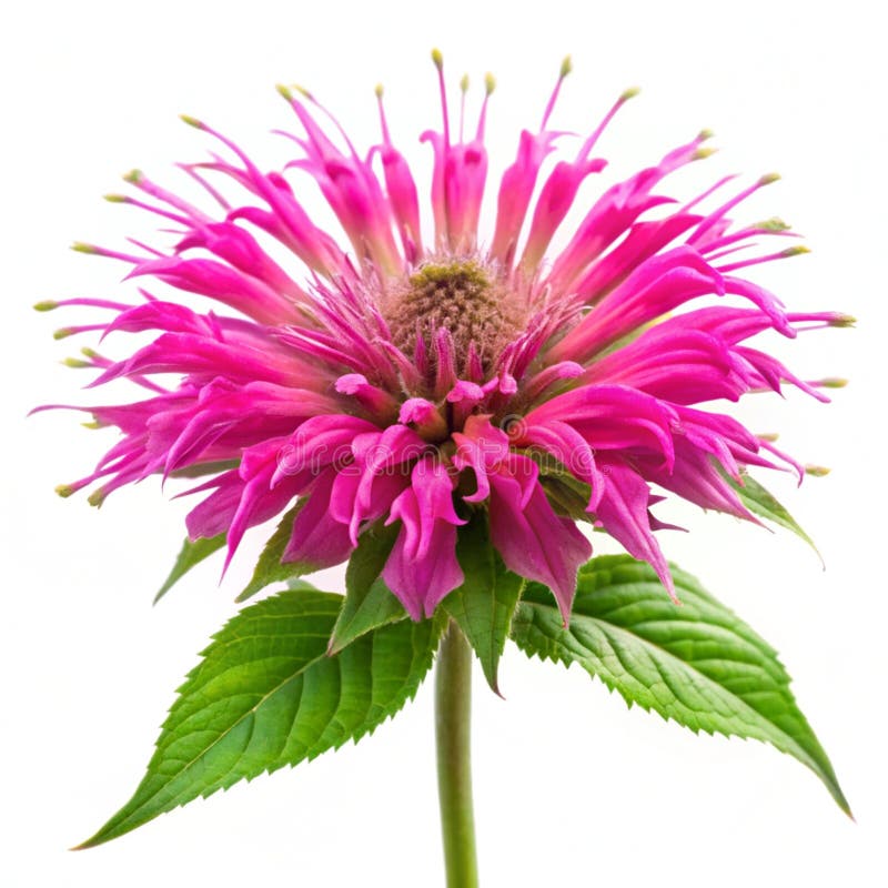 Bee Balm Flower with Vibrant Petals Stock Illustration - Illustration ...