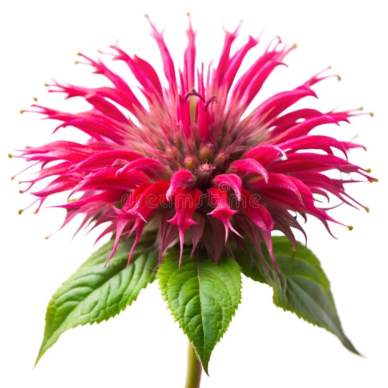Bee Balm on White Background Stock Illustration - Illustration of ...