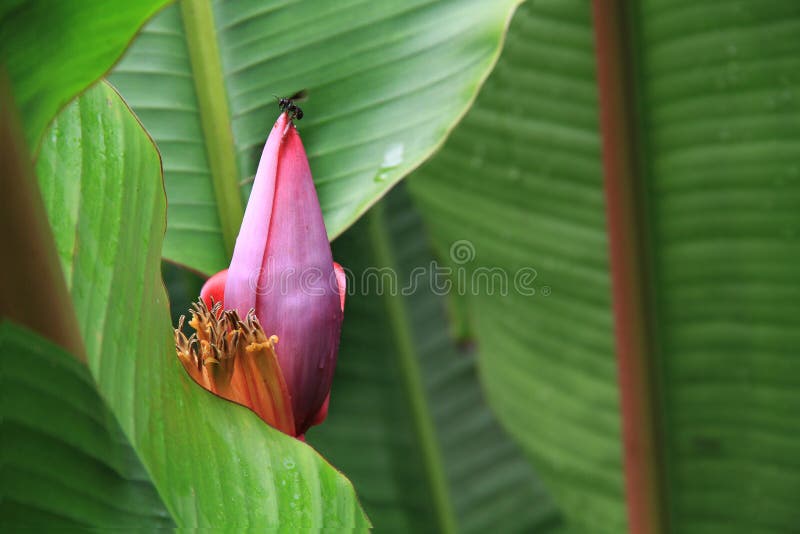 Bee and a Banana Flower (Musaceae) Stock Photo - Image of tapanti ...