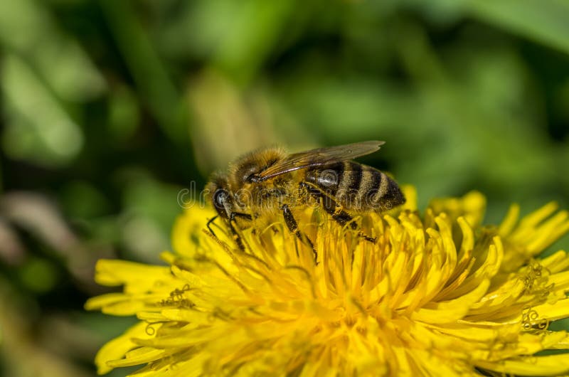 Bee, Bathing in First Rays of the Sun Stock Image - Image of animals ...
