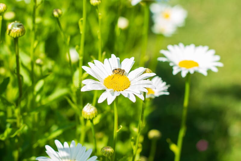 Daisy at the forest stock image. Image of yellow, sunflower - 201230423