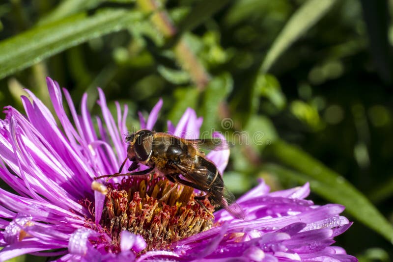 A Bee on a Beautiful Flower Close-up. Background for the Desktop Stock ...