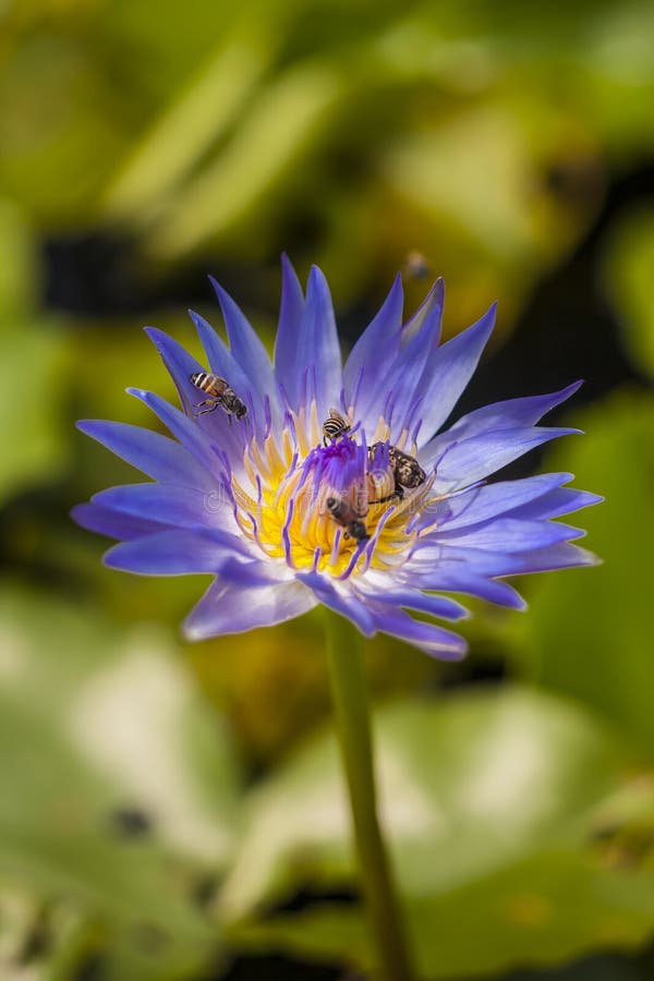 Bee on Beautiful Lotus Flower. Stock Image - Image of park, garden ...