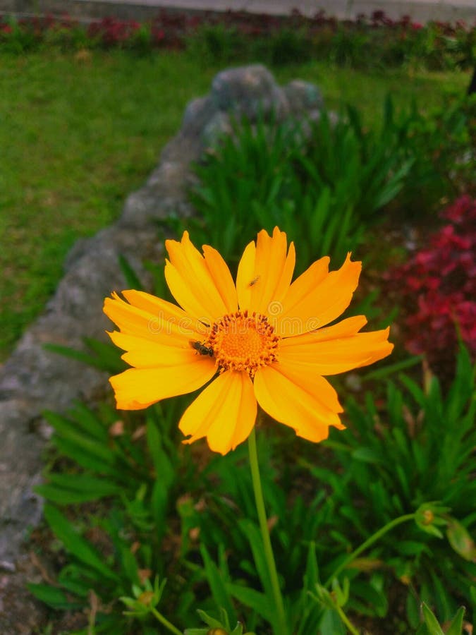 The Bee is in a Beautiful Yellow Flower Very Cool Stock Image - Image ...