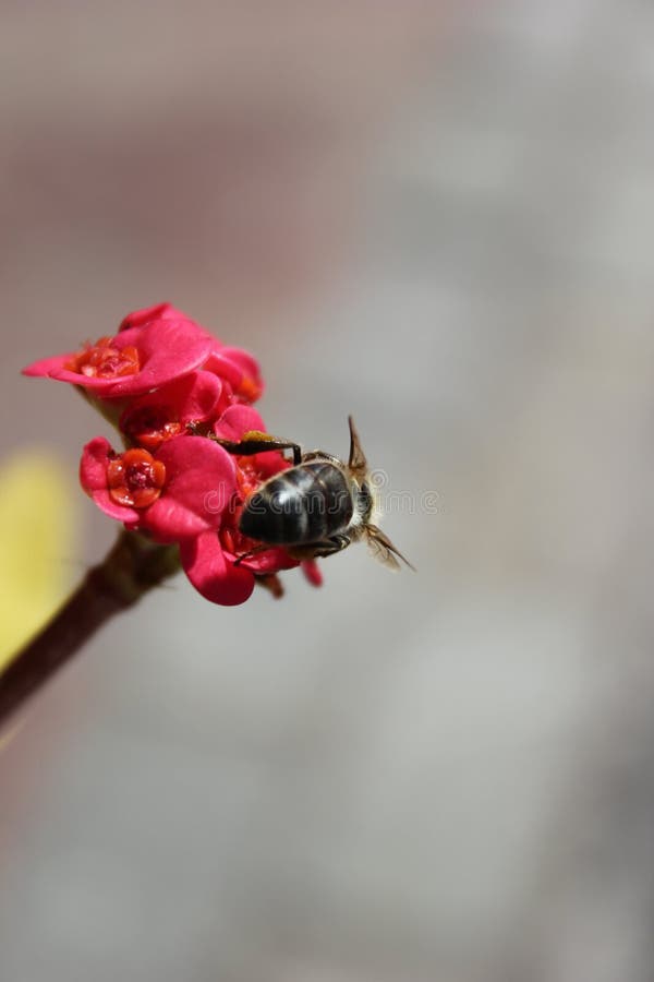 Bee Bisy Stock Photos - Free & Royalty-Free Stock Photos from Dreamstime