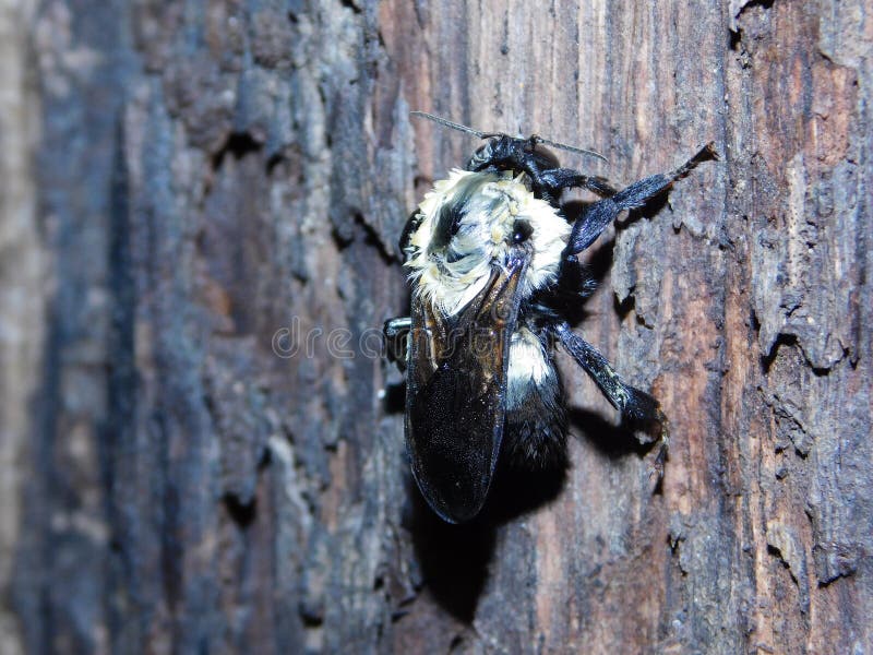 Bee. Bee Sleeping Peacefully at Night. Stock Image - Image of nature ...