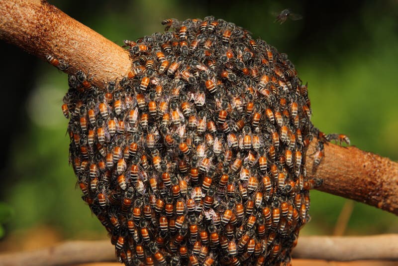 Bee and Beehive stock image. Image of eating, farm, pets - 54595769