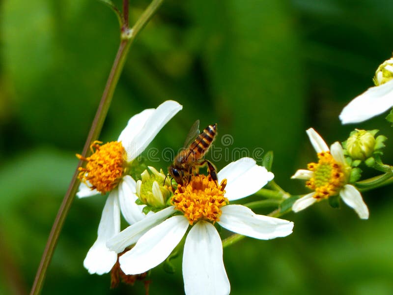 Bee stock photo. Image of freedom, bees, resting, wings - 94504430
