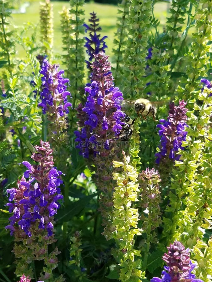 Bee stock photo. Image of flying, flowers, bees - 96985838